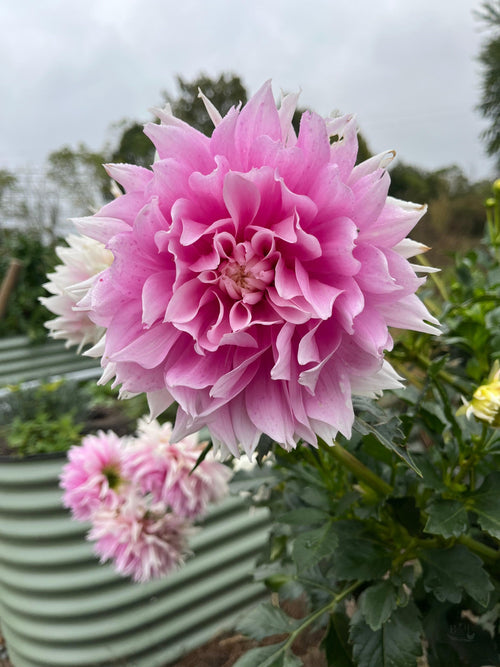 Silverudd's Blue Hatching Eggs – Bee Haven Hens Homestead